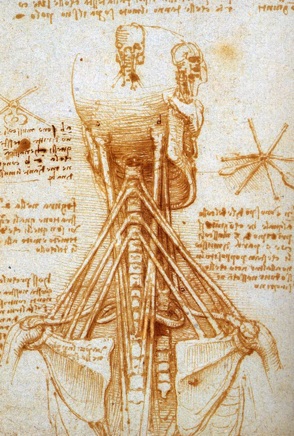 Leonardo Da Vinci Anatomical Drawings Neck Leonardo Da Vinci Anatomical Drawings Neck