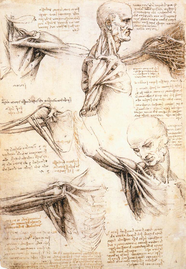Leonardo Da Vinci Anatomical Drawings Shoulder